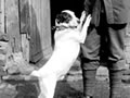 First World War mascots | NZ History