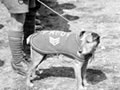 First World War mascots | NZ History