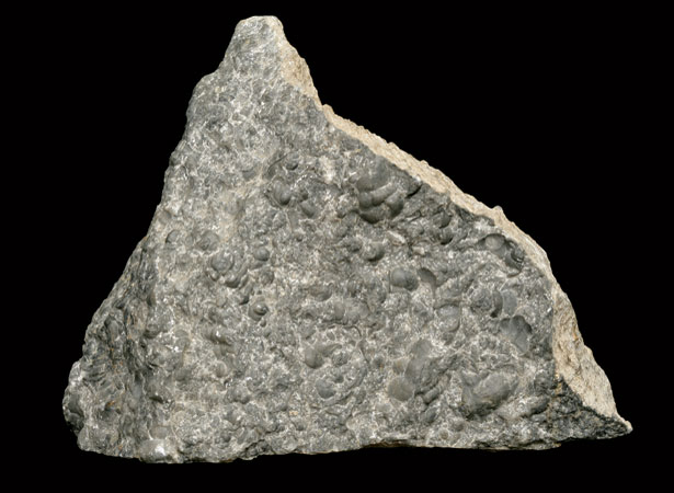 14-year-old finds New Zealand’s oldest fossils | NZ History