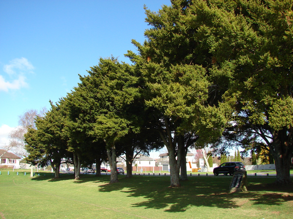 Tauranga District High School memorial trees | NZ History